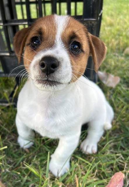 Short hair Jack russell Pups | Dogs & Puppies | Gumtree Australia Outer ...