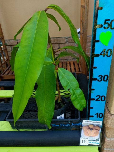 Yellow Mangosteen Fruit Tree - 4 year old - Plants in Tewantin QLD ...