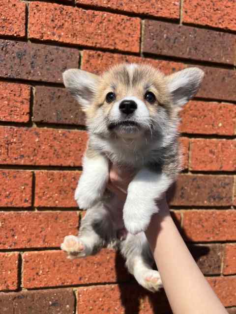 ANKC pedigree - Bobtail Welsh corgi | Dogs & Puppies | Gumtree ...
