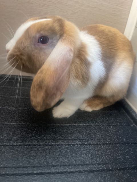 Dwarf Holland Lop | Rabbits | Gumtree Australia Liverpool Area ...
