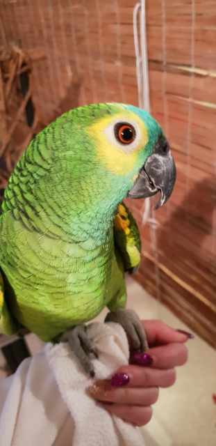 Blue Fronted Amazon Male Hand raised parrot | Birds | Gumtree Australia ...