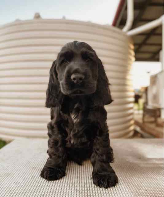 Cocker Spaniel ANKC registered. | Dogs & Puppies | Gumtree Australia ...