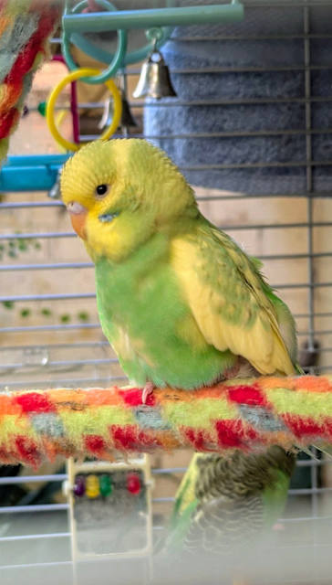 young biggies | Birds | Gumtree Australia Darebin Area - Northcote ...