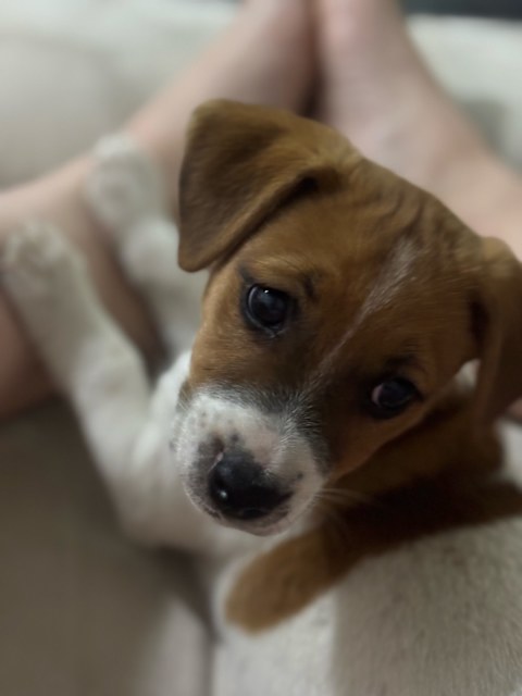 Tri colour Foxy Russell Pups 8 weeks old | Dogs & Puppies | Gumtree ...