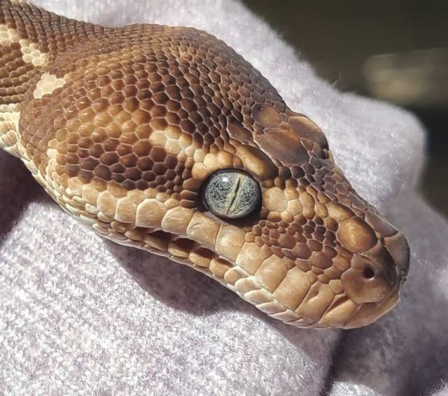 Trio of Rough Scaled Pythons, Woma Python, and Enclosures | Reptiles ...