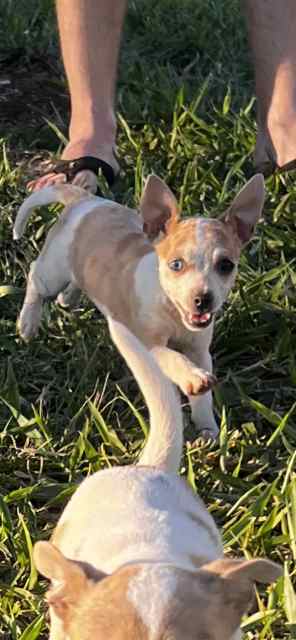 Mini foxie Tenterfield Terrior rare Merle female | Dogs & Puppies ...