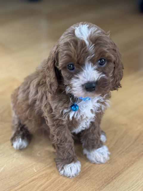 Ruby (and white) Cavoodle puppies 🐶 males and females available | Dogs ...