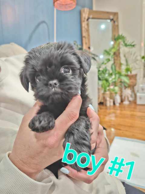 Brussel griffon x Toy Poodle puppies | Dogs & Puppies | Gumtree ...