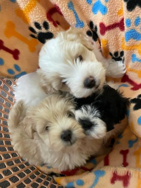 🎉🐶 TOY MOODLE PUPPIES – FLUFFY, FUN & READY FOR LOVE! 🐶🎉 | Dogs ...