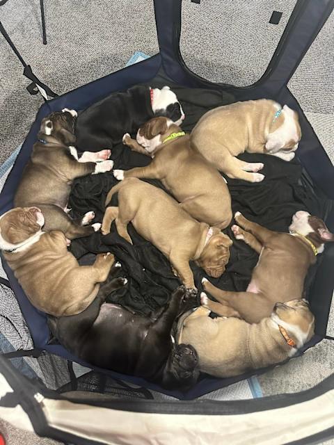 Neo mastiff x American pocket bully puppies | Dogs & Puppies | Gumtree ...