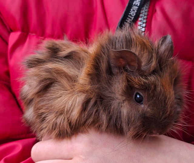 Guinea pigs | Other Pets | Gumtree Australia Launceston Area - Lilydale ...