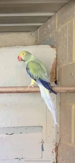 Indian ringneck opaline clear tail mature female | Birds | Gumtree ...