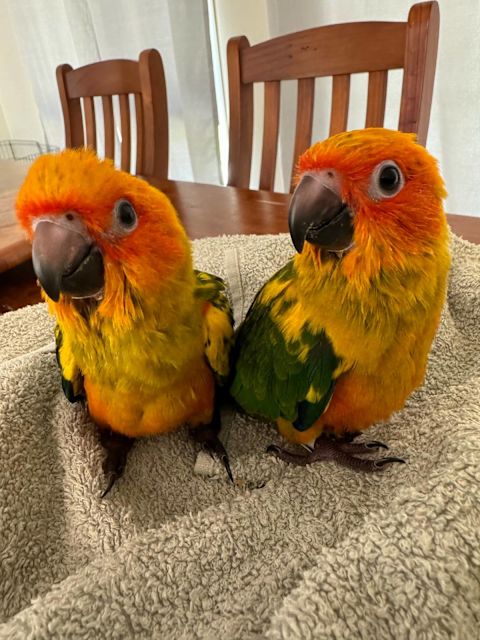 Sun conure babies | Birds | Gumtree Australia Pine Rivers Area - Bray ...