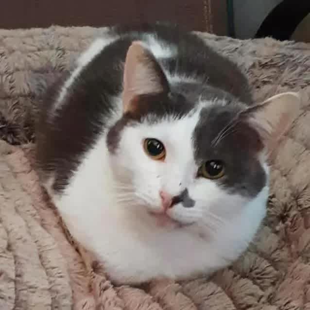 5875 : Vinnie - CAT for ADOPTION - Vet Work Included | Cats & Kittens ...