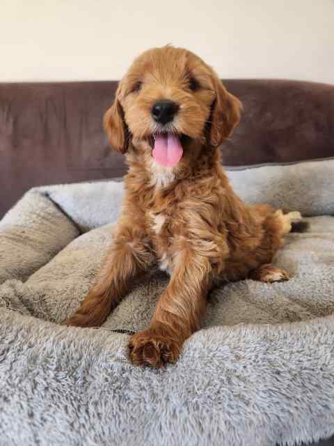 Stunning RED F2b Mini Groodle Puppies | Dogs & Puppies | Gumtree ...