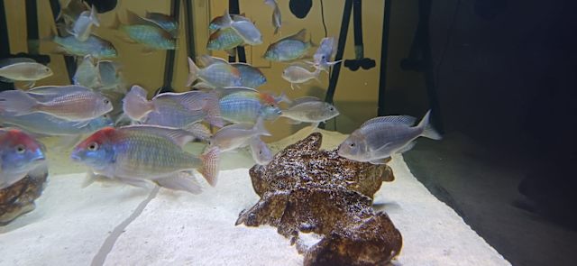 African Cichlids Red Cap Colony - NEW BEITH Q 4124 | Fish | Gumtree ...