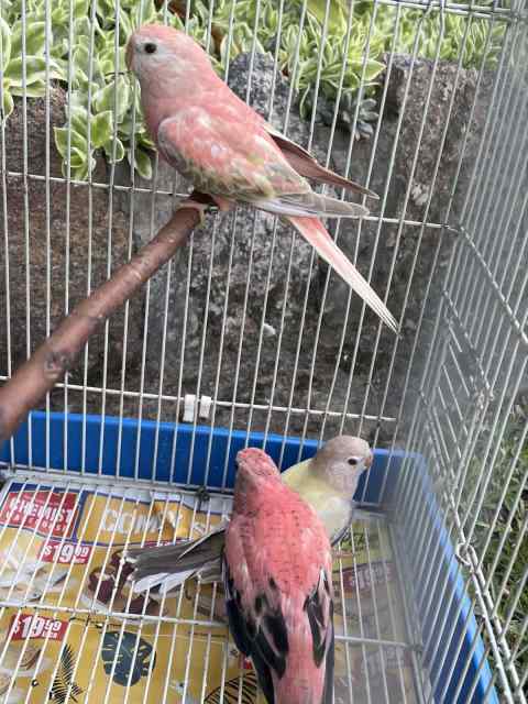 Breeding pair of Bourke parrots with baby $250 | Birds | Gumtree ...