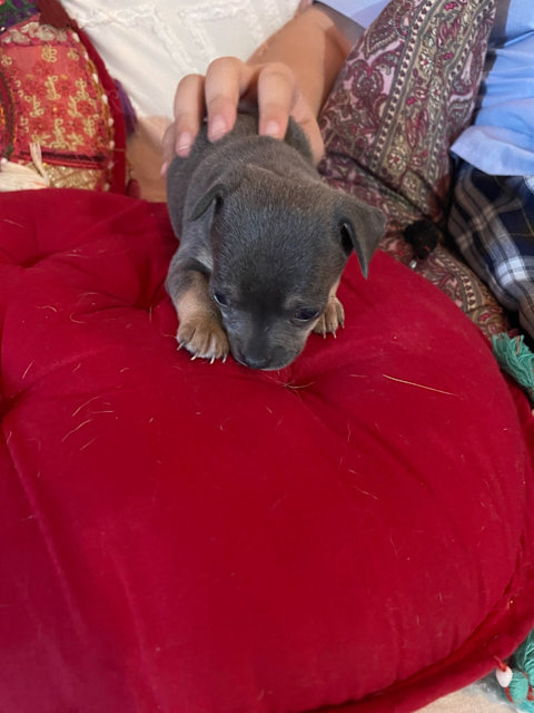 Chuihuahua | Dogs & Puppies | Gumtree Australia Blacktown Area ...