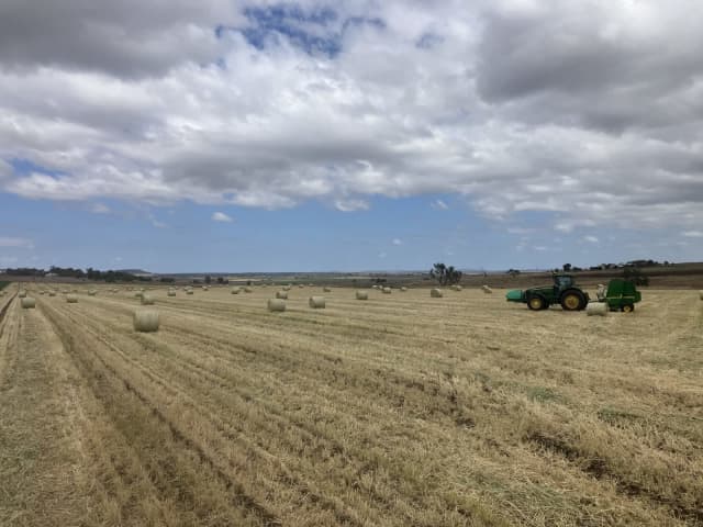 Barley straw. Wheat Straw. Moby Barley hay | Pet Products | Gumtree ...