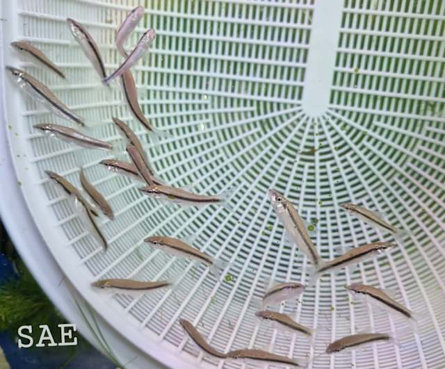 $4.95 SAE Catfish - Siamese Algae Eaters - On Special | Fish | Gumtree ...