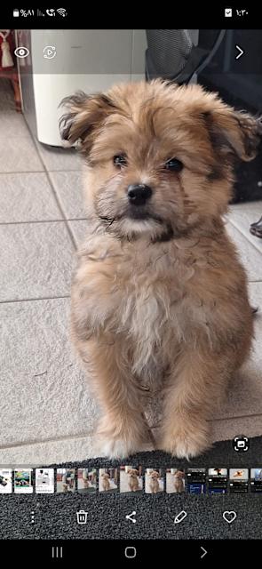 Moodle Pomeranian Brown | Dogs & Puppies | Gumtree Australia Hurstville ...