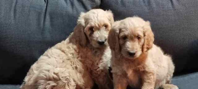 Standard F1 groodle pups.DNA tested | Dogs & Puppies | Gumtree ...