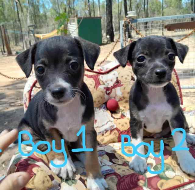 Mini Foxie x Chihuahua | Dogs & Puppies | Gumtree Australia Dalby Area ...