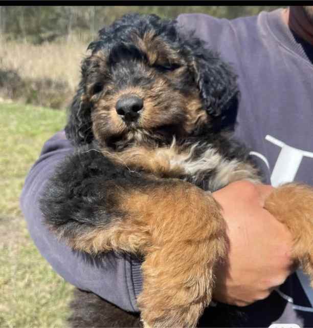 Poodle cross pup, sale or swap | Dogs & Puppies | Gumtree Australia ...