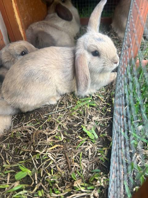 2 male rabbit 1 mini lop | Rabbits | Gumtree Australia Hawkesbury Area ...