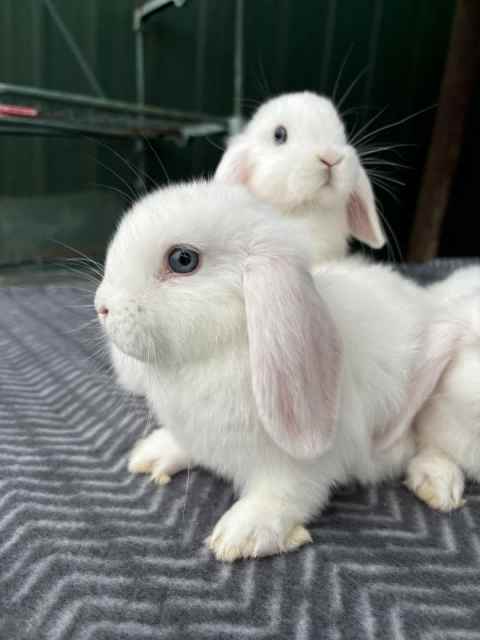 Mini lop rabbits babies blue eyes white | Rabbits | Gumtree Australia ...