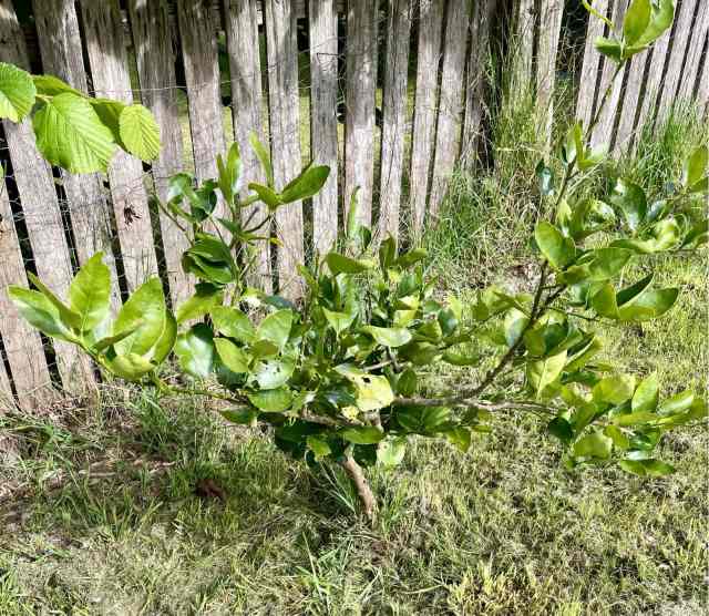Free lemon trees - Other Home & Garden in Valley Heights NSW | Gumtree ...