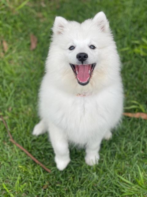 Purebred Japanese Spitz | Dogs & Puppies | Gumtree Australia Young Area ...