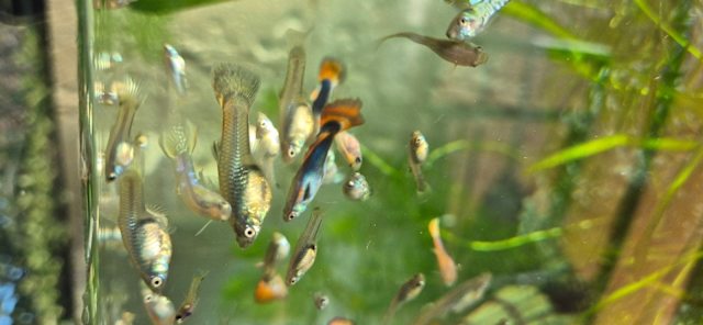 Colourful Guppies, Yellow Mystery Snails & Plants | Fish | Gumtree ...