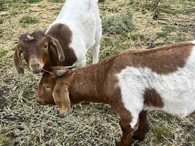 3 Boer Goats Bucks (Male Goats) Pets (Two Hand Raised) | Livestock ...