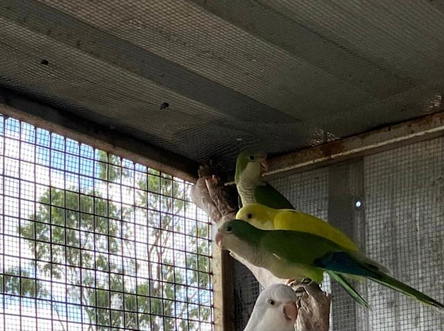 Green split blue pallid Quaker (DNAd male) | Birds | Gumtree Australia ...