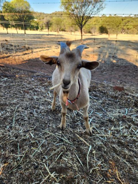 Various Nigerian Dwarf cross | Livestock | Gumtree Australia Toodyay ...