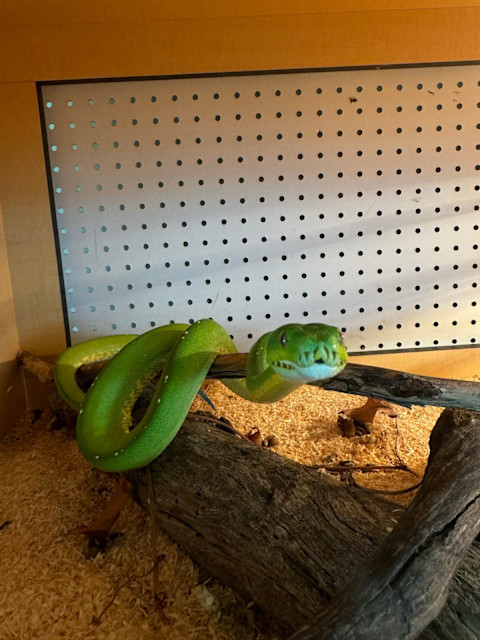 Male Green Tree Python | Reptiles & Amphibians | Gumtree Australia ...