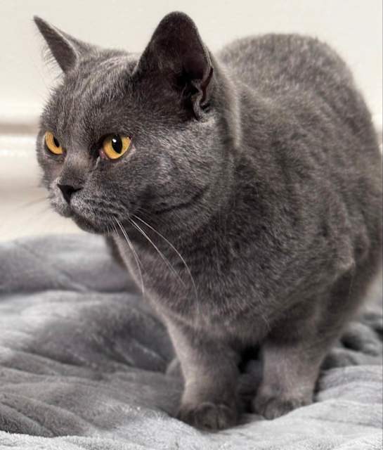 Purebred British shorthair female | Cats & Kittens | Gumtree Australia ...