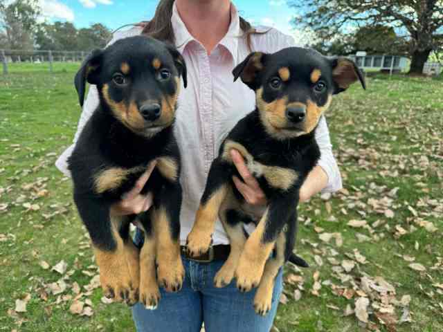 Purebred Australian Kelpie Puppies | Dogs & Puppies | Gumtree Australia ...