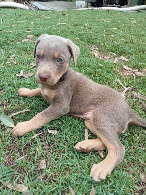 Purebred Kelpie Puppies | Dogs & Puppies | Gumtree Australia Logan Area ...