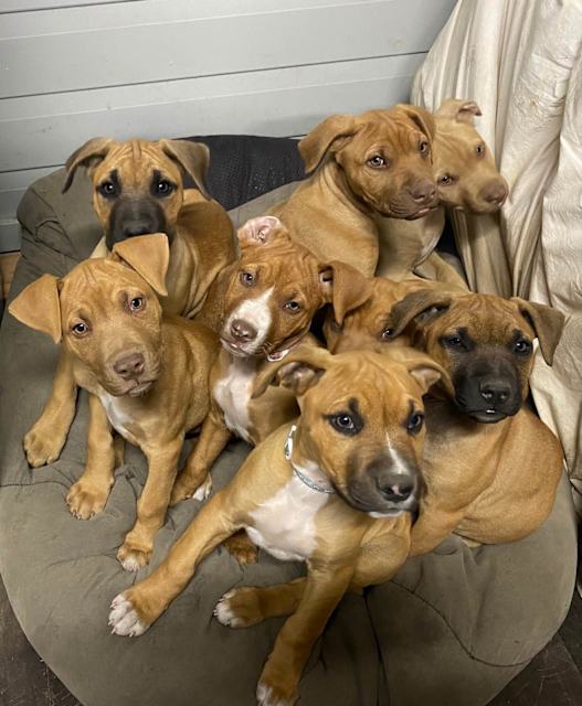 Mastiff x Ridgeback x Dogue de Bordeaux Puppies | Dogs & Puppies ...