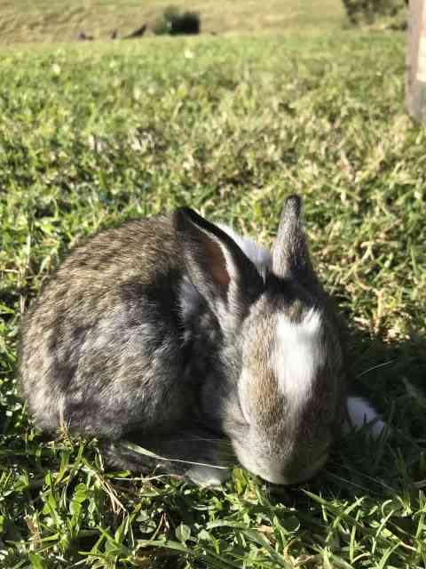 Flemish giant baby rabbits | Rabbits | Gumtree Australia Kyogle Area ...