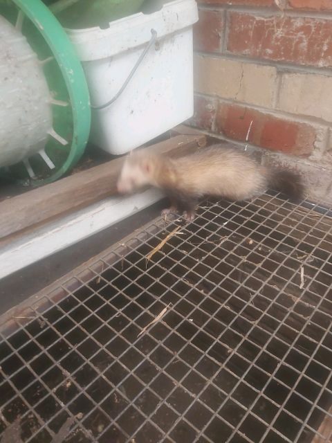 Working ferrets and babys | Other Pets | Gumtree Australia Brimbank Area - Sunshine | 1331829140