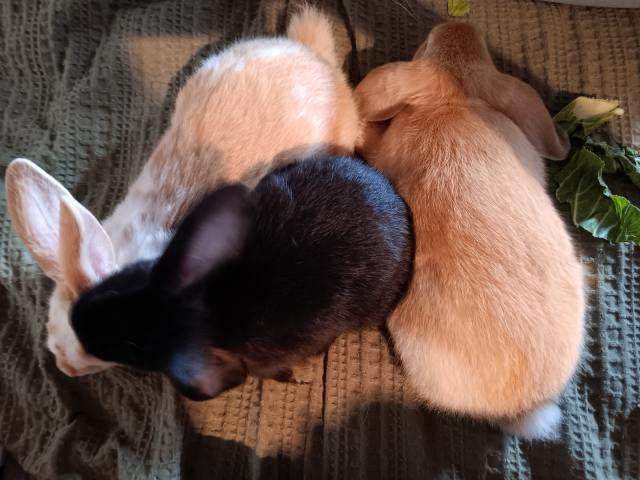 Mini Rex cross Lapine bunny rabbits | Rabbits | Gumtree Australia ...