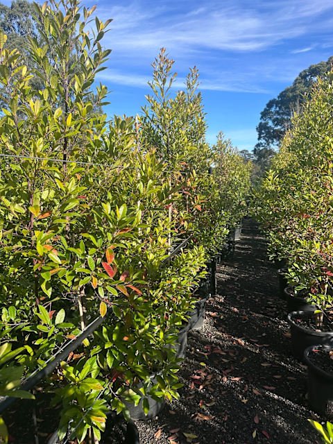 Blueberry ash (Elaeocarpus Reticulatus) in 400mm Pots - Plants in ...