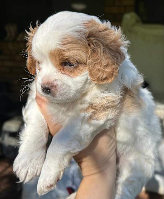 Perfect Time 🌸 Maltese cross Poodle ( Moodle ) Are Waiting For You ...
