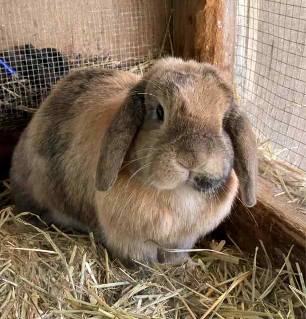 Mini Lop rabbits - females | Rabbits | Gumtree Australia North Canberra ...