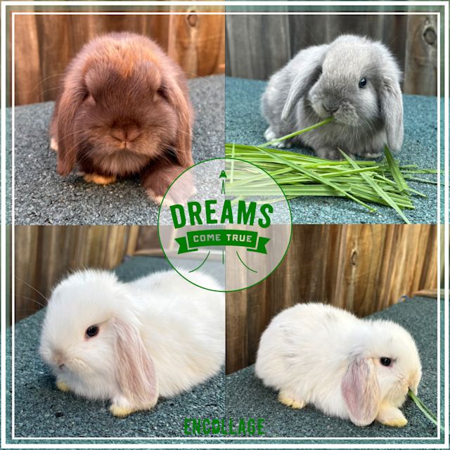Pure-bred minilop bunnies available | Rabbits | Gumtree Australia Casey ...