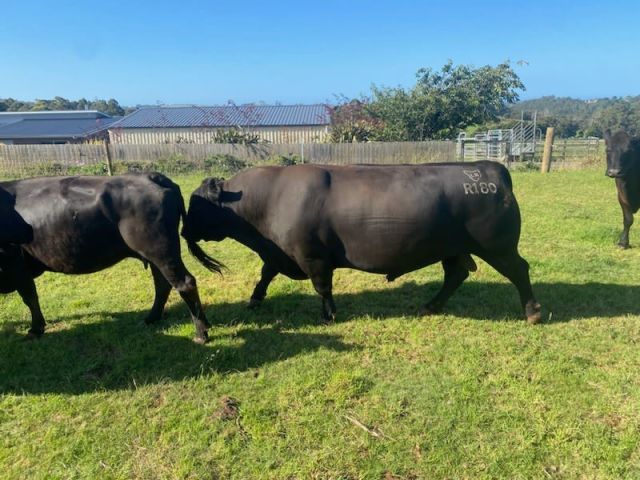 Angus Bull for sale | Livestock | Gumtree Australia Central Coast ...