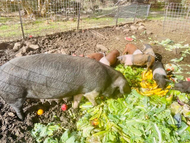 Saddle back sow | Livestock | Gumtree Australia Mandurah Area - South ...